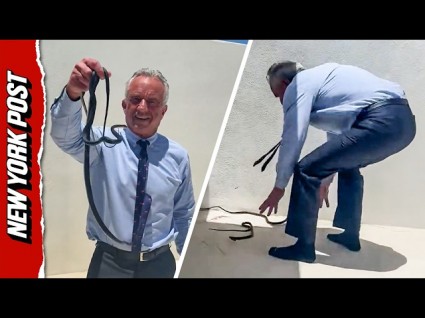 RFK Jr's A Snake Wrangler Now | Crooks and Liars