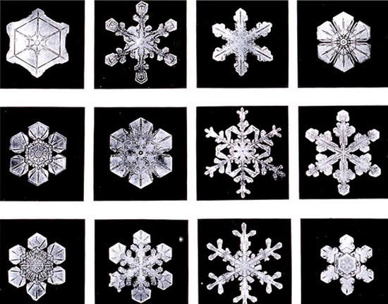 Open Thread - Definition Of Snowflake | Crooks and Liars