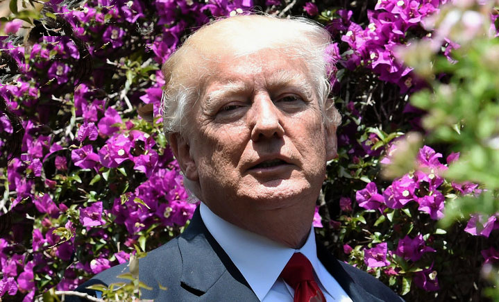 Steve Schmidt Taunts Trump: His Ego Is Such A 'Delicate Flower ...