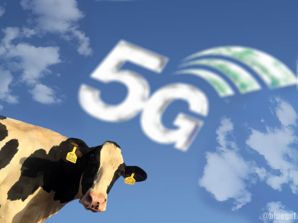 Eat Your Heart Out, Devin Nunes! Cows Are Getting 5G | Crooks and Liars