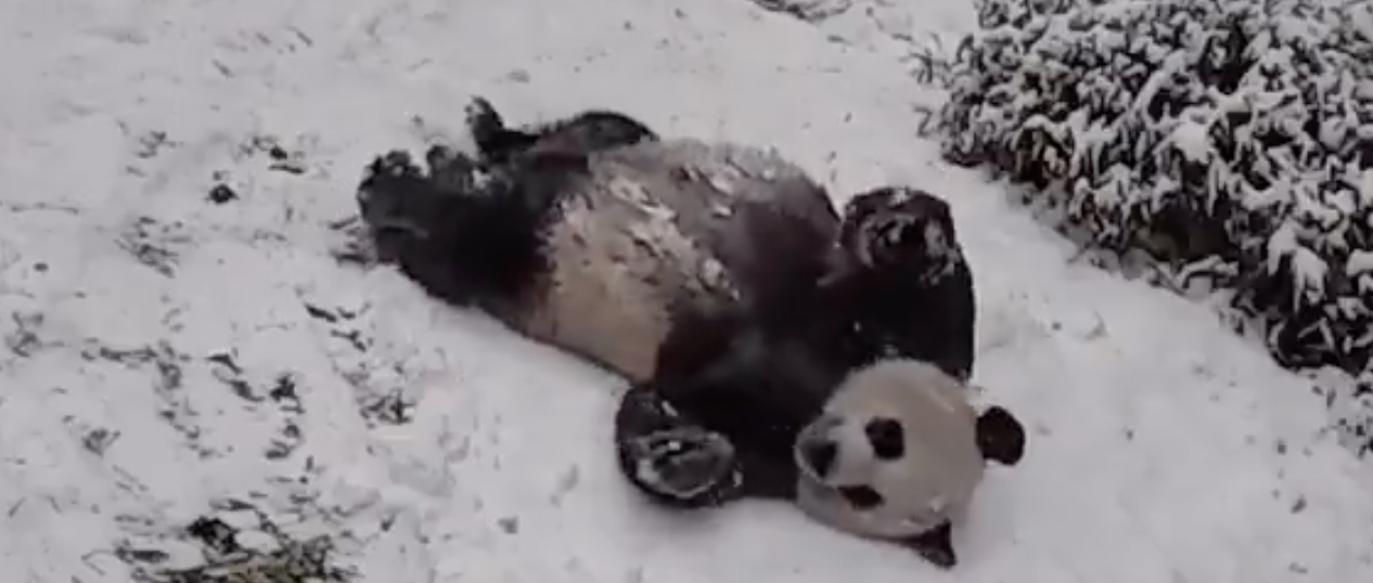 DC Giant Pandas' Snow Day | Crooks and Liars