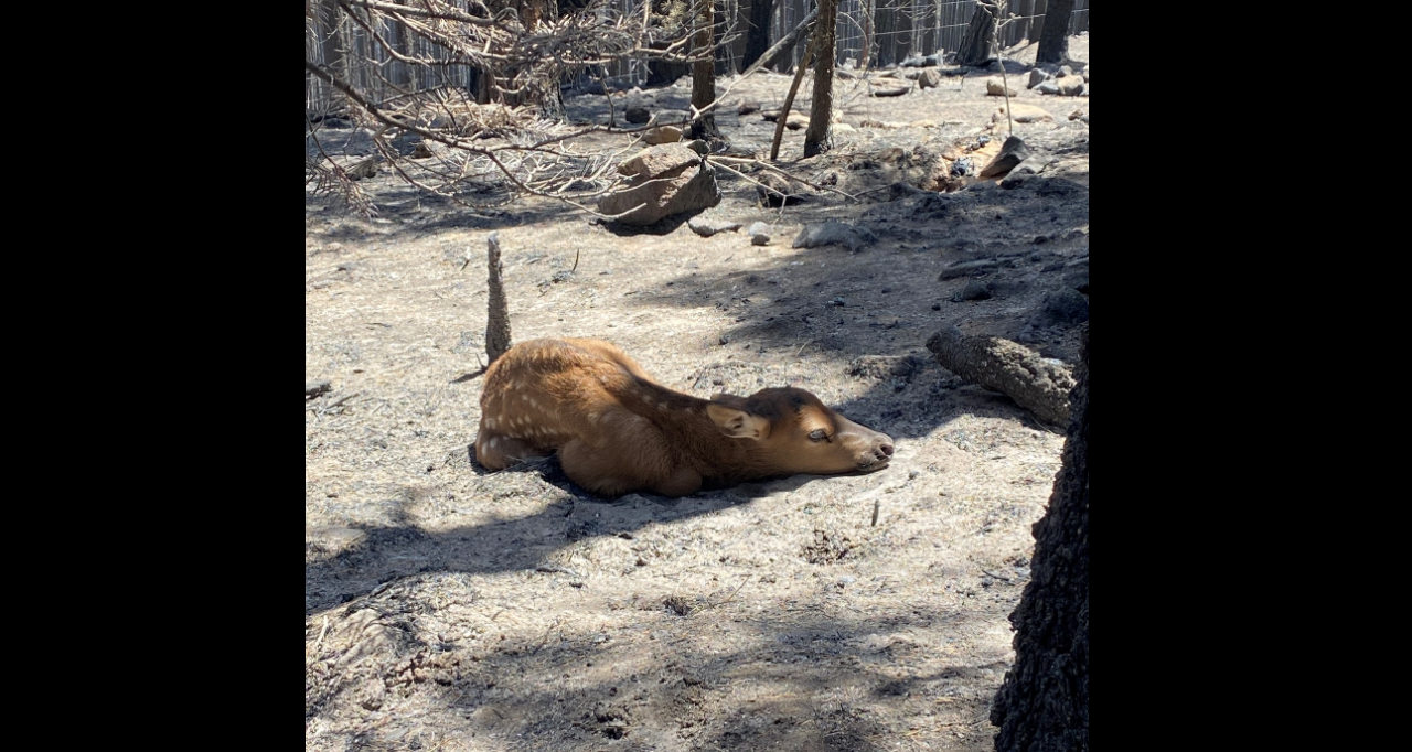 A Real Life Cinder-ella Story | Crooks and Liars